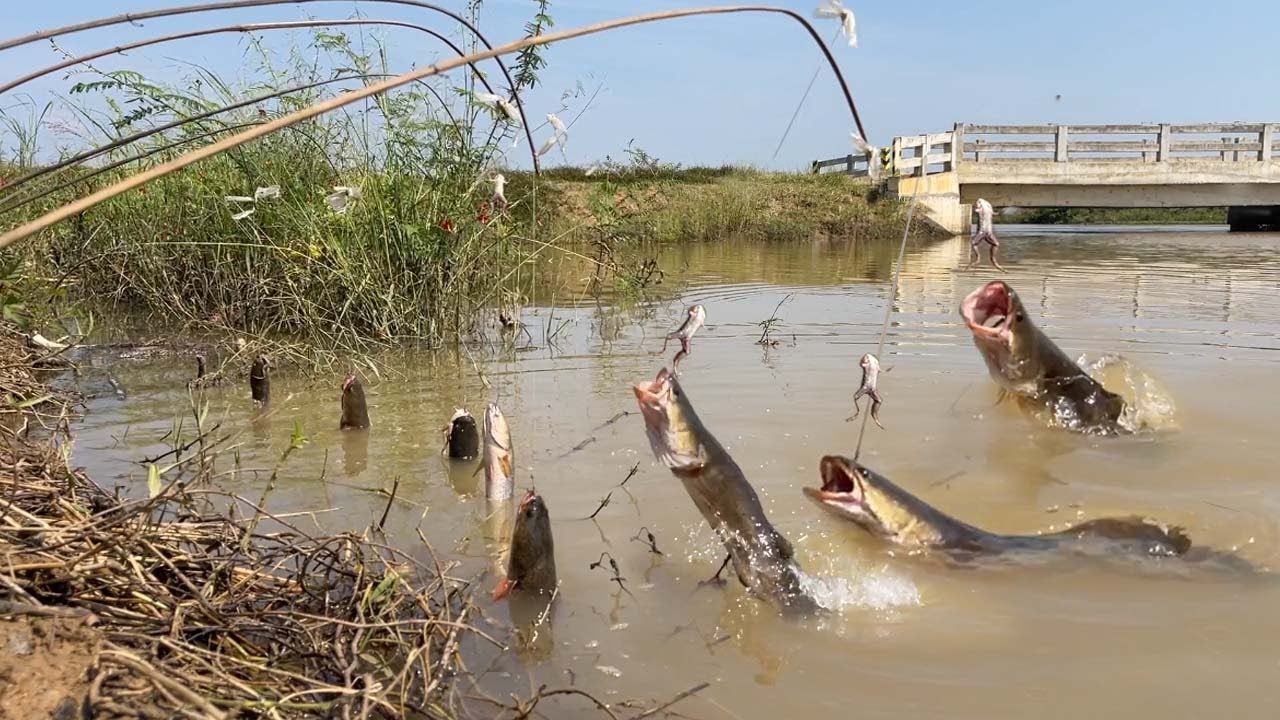 amazing fishing! catch fish by hand, good place for fishing ,technique ...