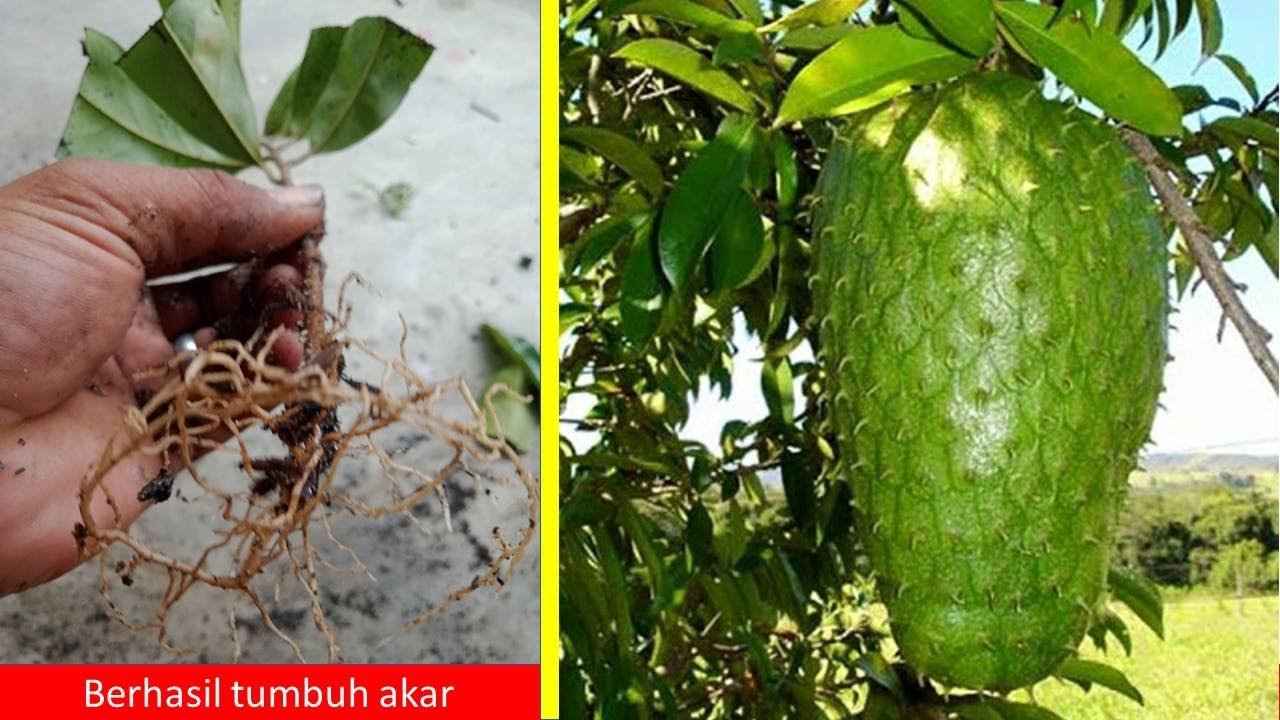 Buktikan Dengan Cara Ini Stek Batang Sirsak Cepat Tumbuh Akar - YouTube
