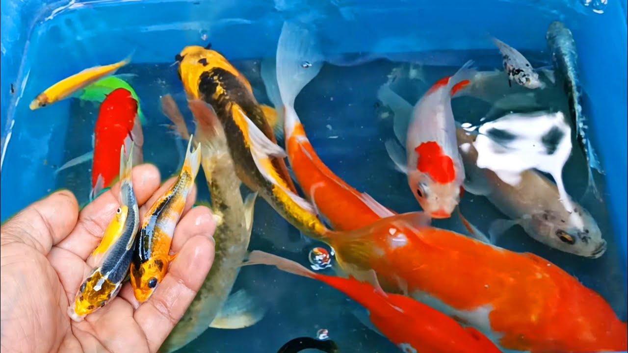 Find colorful Ornamental fish, Betta fish, koi fish, koki fish, Channa ...