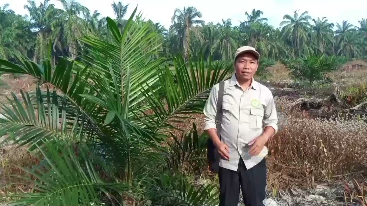 Performa Kelapa Sawit varietas DUMPY di Lahan Gambut Petani ! - YouTube