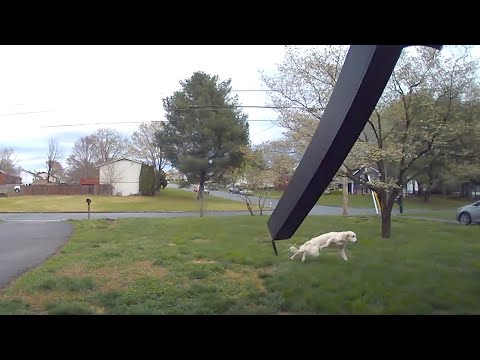 Over-Excited Pup Pulls Down Porch // DOG FAILS