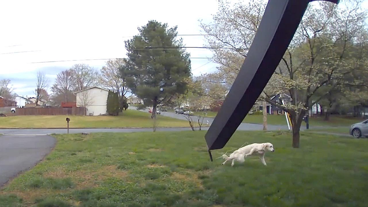 Over-Excited Pup Pulls Down Porch // DOG FAILS - YouTube