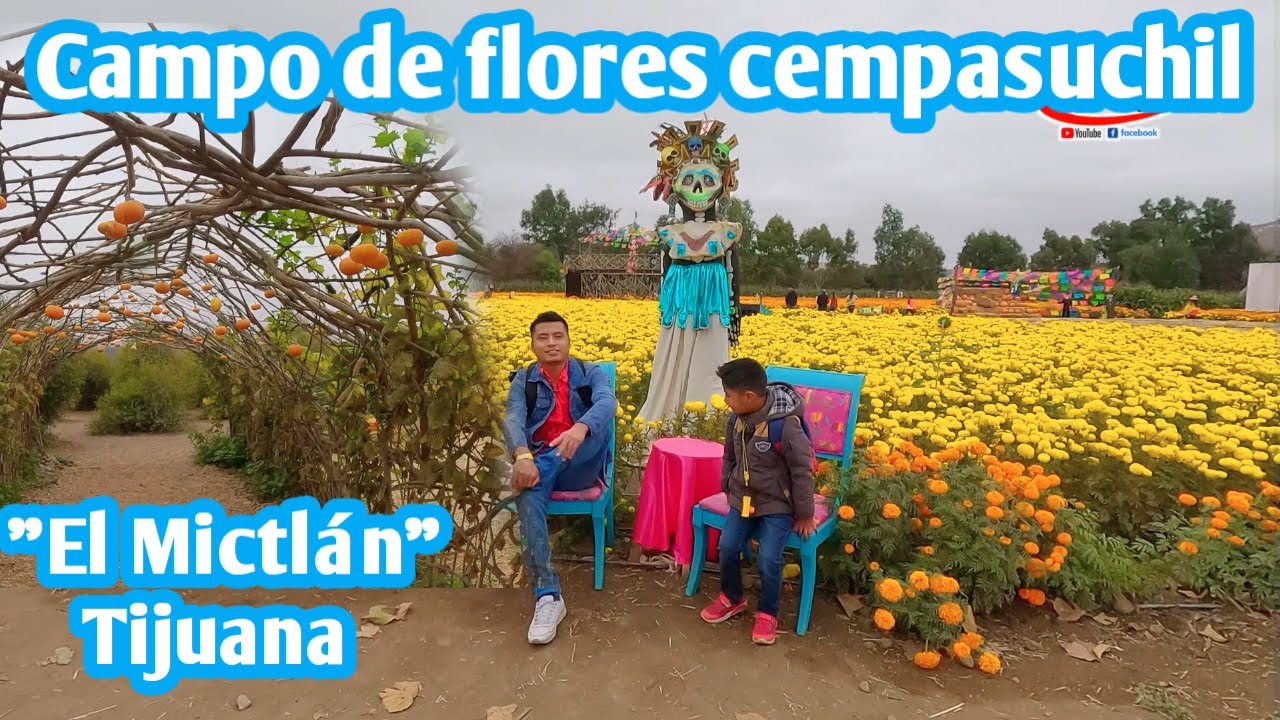 EL MICTLÁN en TIJUANA BC| Campo de flores 💐 de cempasuchil ...