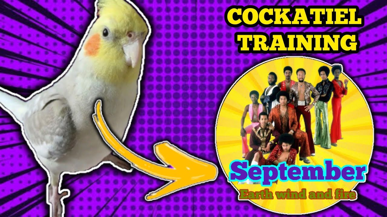 COCKATIEL SINGING - September earth wind and fire (COCKATIEL TRAINING ...