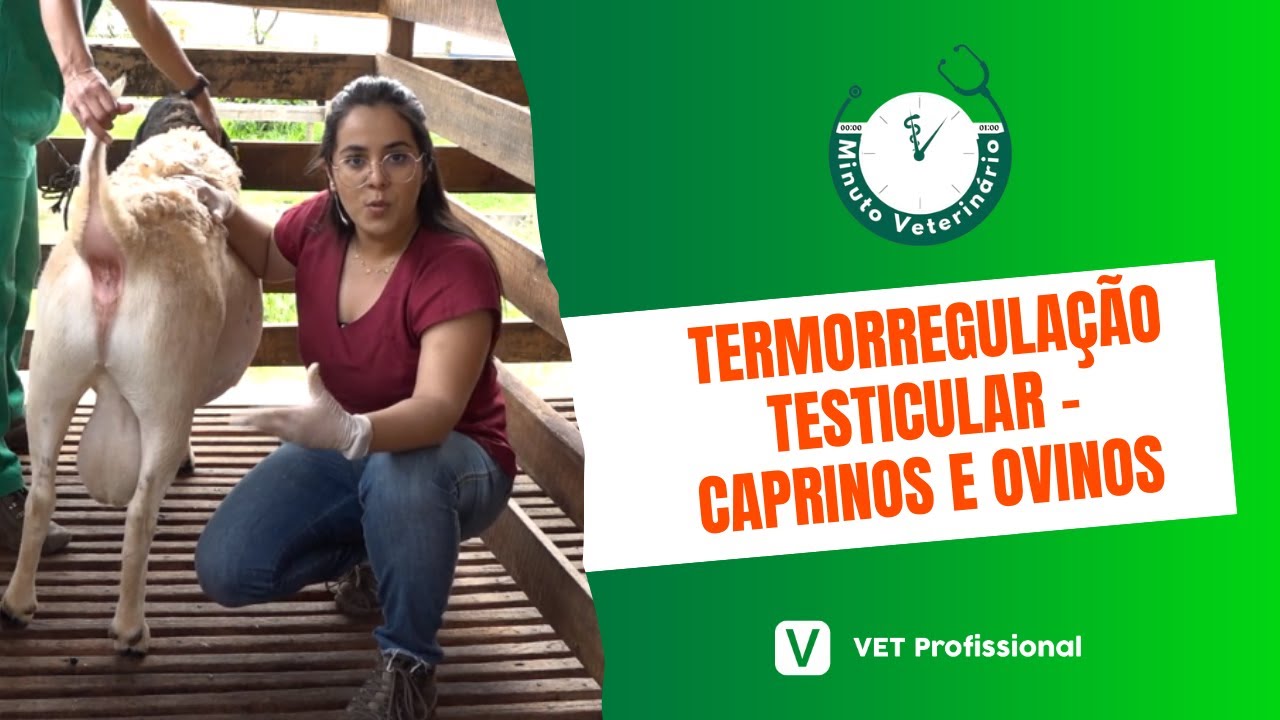 Reprodução de Caprinos e Ovinos: termorregulação testicular - YouTube