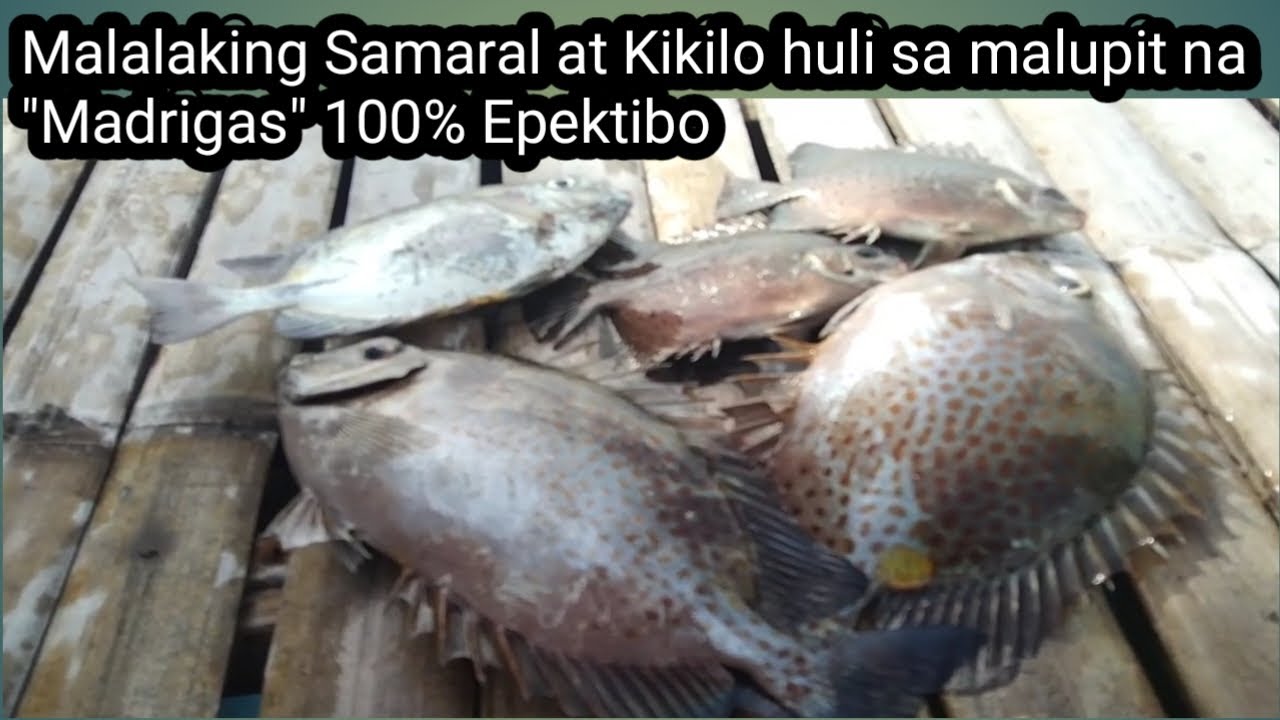 Malalaking Samaral at Kikilo huli sa epektibong Madrigas- Capizhers#159 ...