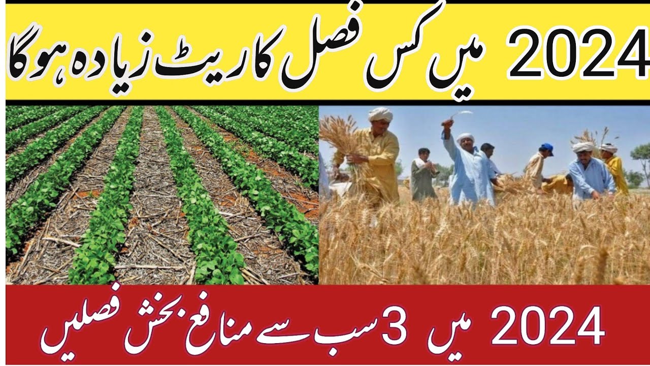 profitable crops 2024! profitable crops rate 2024!@localfarmers20 - YouTube