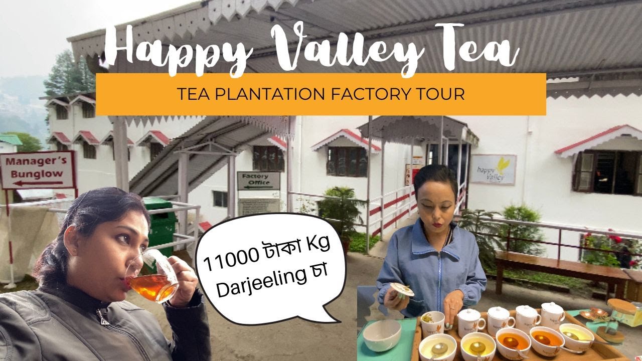 11000 টাকা Kg Darjeeling Tea কিনলাম Happy Valley Tea Darjeeling থেকে ...