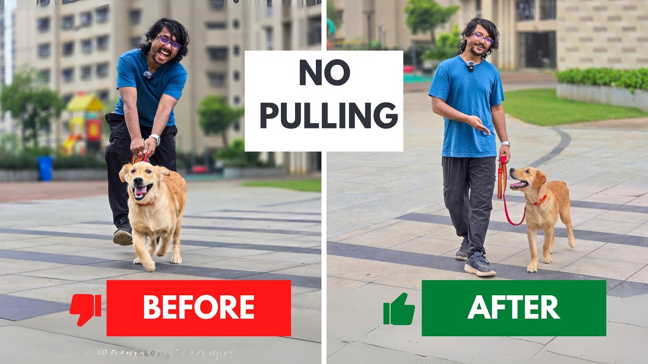 Train Your Dog How to Stop Pulling on Leash in 7 Days (Guaranteed ...