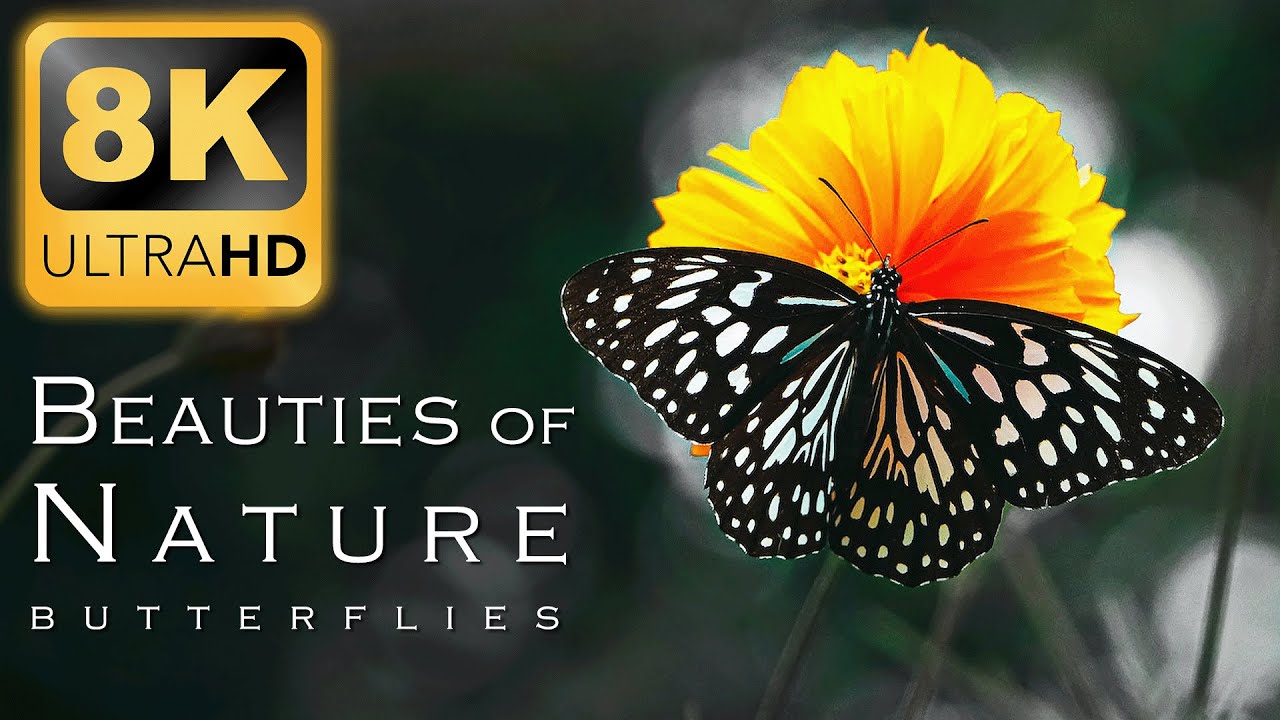 8K BEAUTIES OF NATURE - The Most Beautiful Butterflies in 8K Ultra HD ...