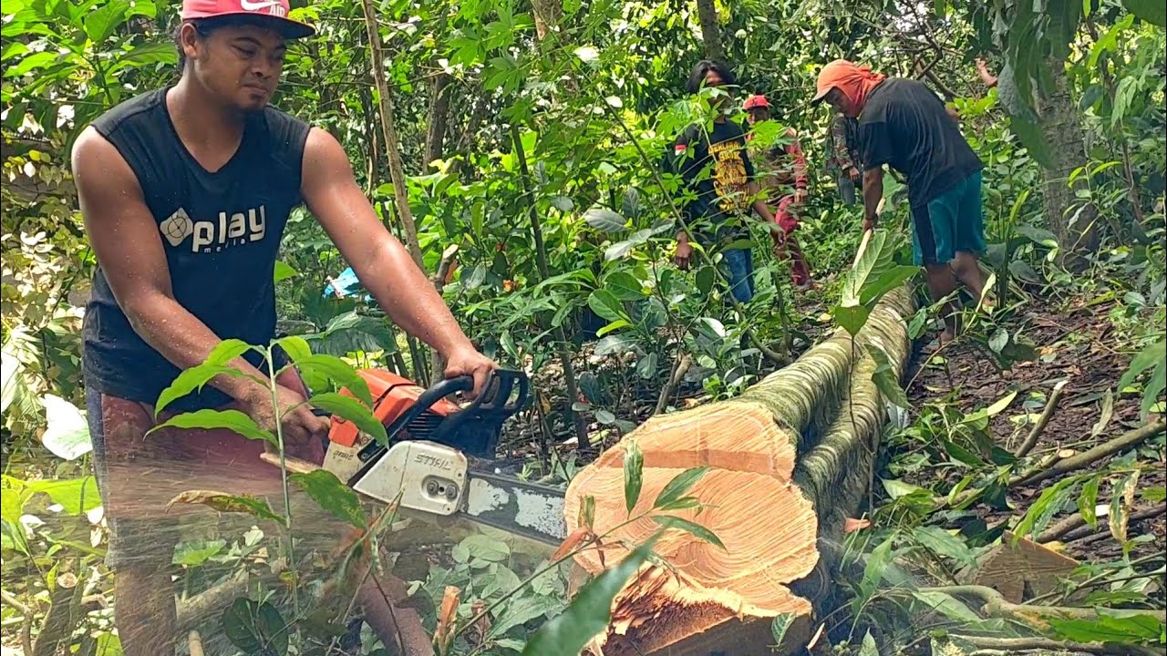 Rare and Surprising,,! logging of tall melinjo trees such as Tower ...