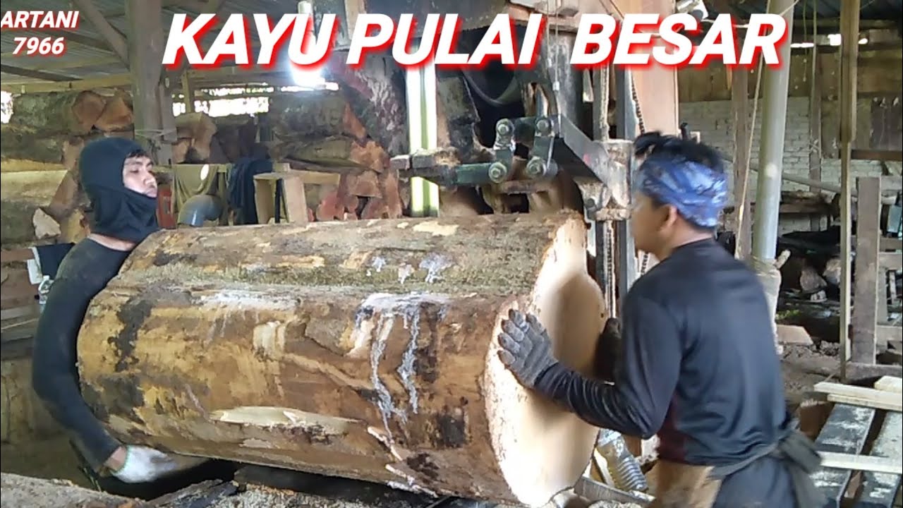 Amazing wood sawmill..PROSES PEMOTONGAN KAYU PULAI BESAR - YouTube