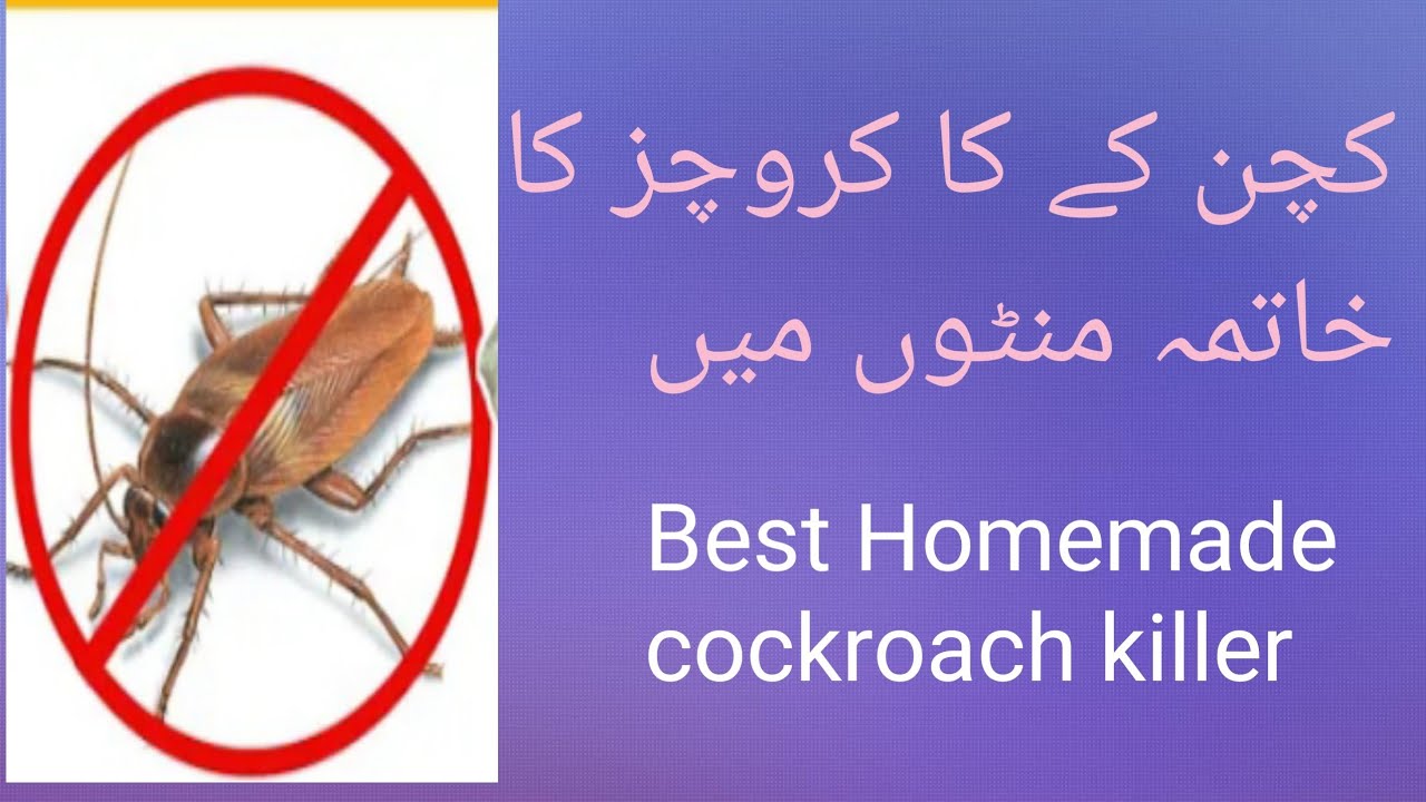 cockroach killer remedy | cockroach ko marny ka asan tariqa | quick ...