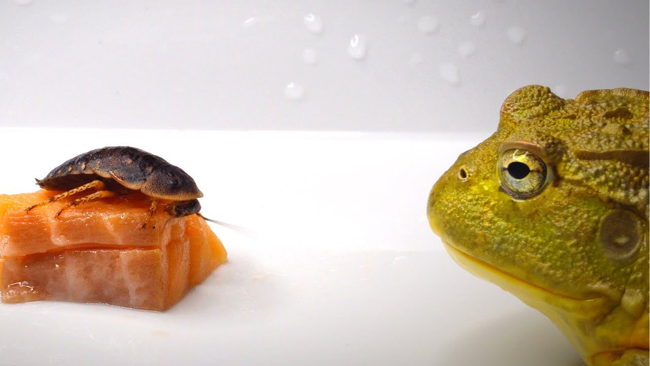 Giant African Bullfrog Eats Cockroach Sushi / 巨大なウシガエルが食べるゴキブリの寿司 - YouTube