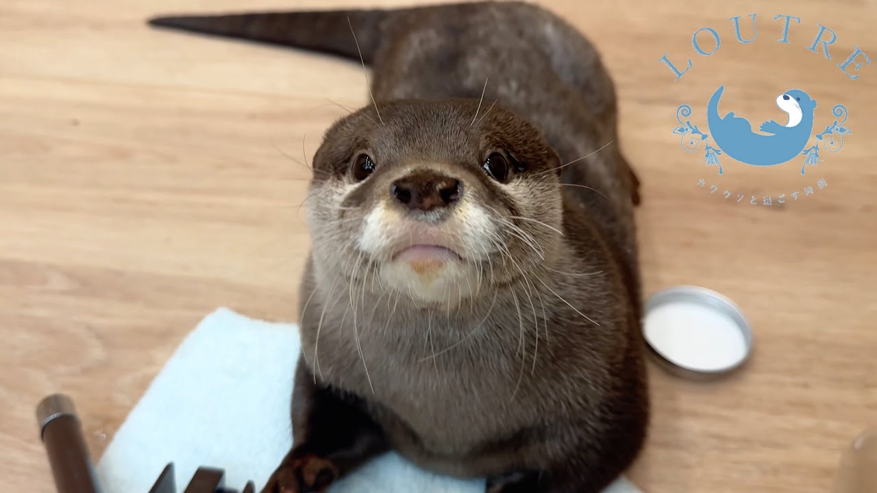 Otter Brain Training - YouTube
