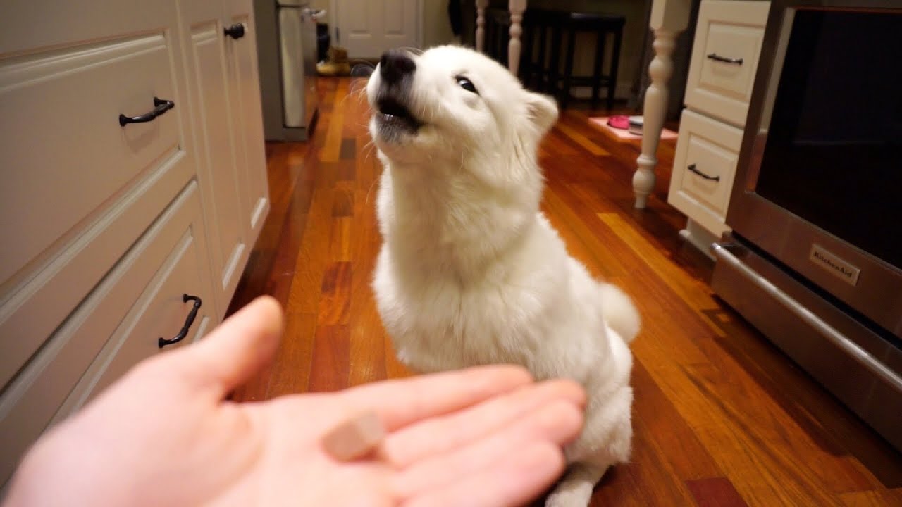 Puppy Obedience Tricks! - Nukka the Samoyed - YouTube