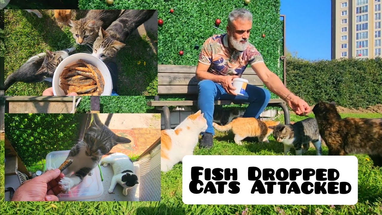 When Stray Cats Realized I'm the "Fish Master" of the Block - YouTube