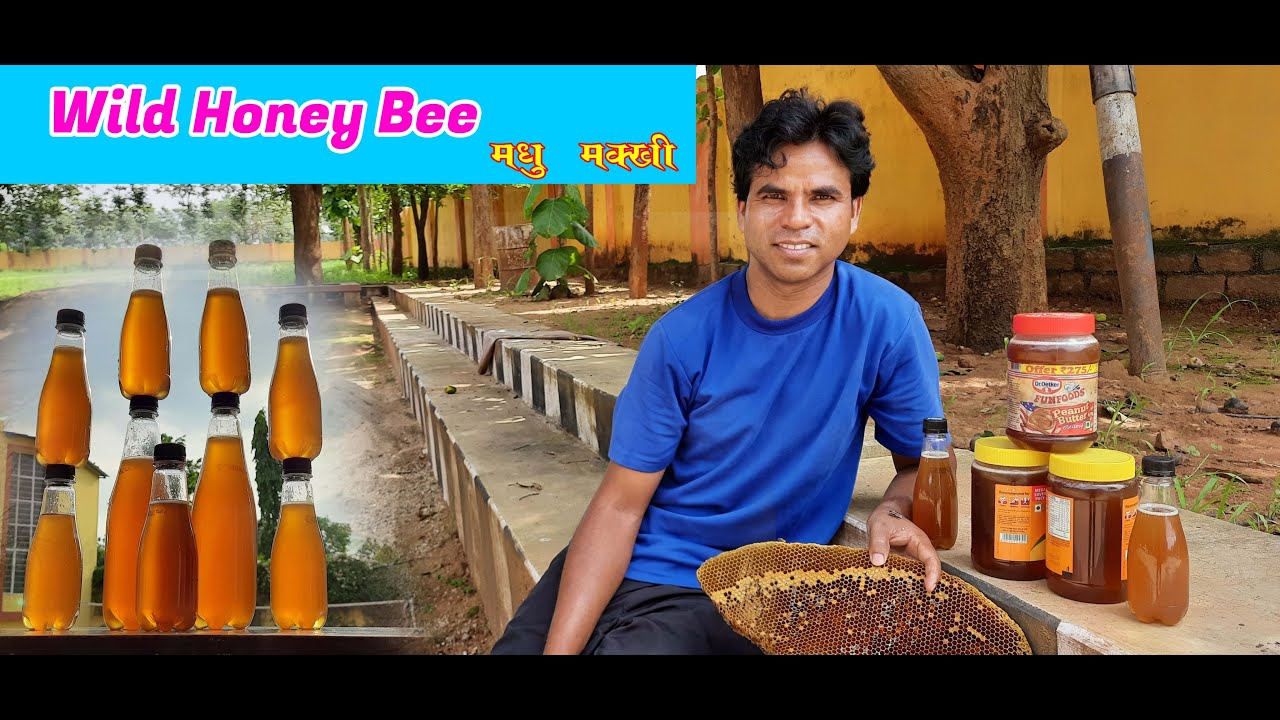 Honey bee | Wild Honey bee | Wild honey bee hunting | Wild honey bee ...