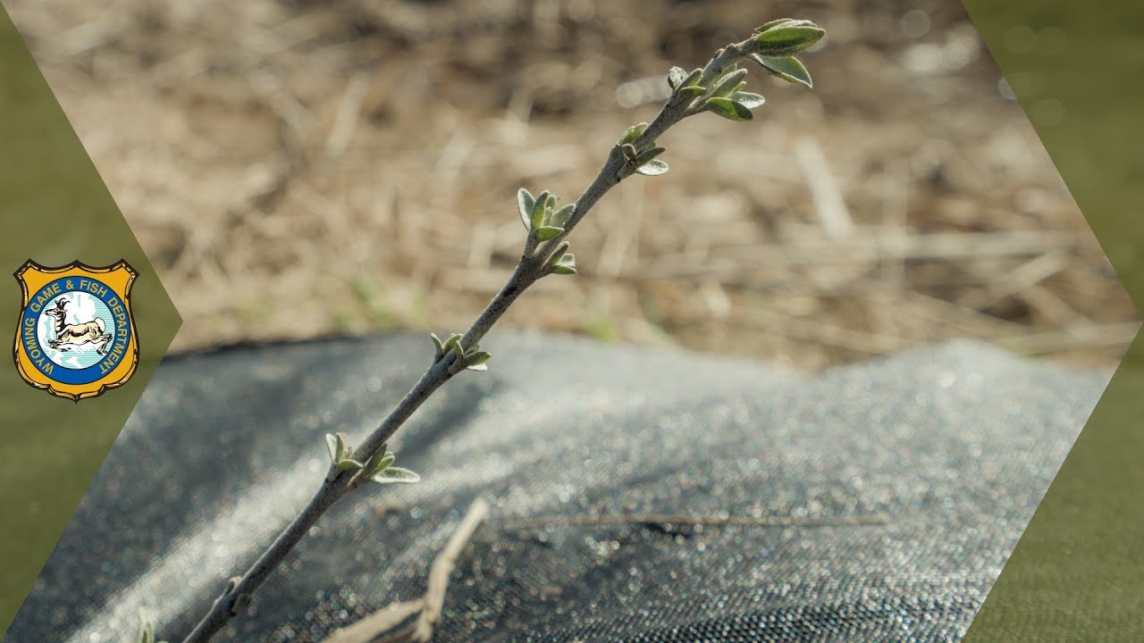 Buffalo Berry Weed Barriers | Work in the Wild - Ep. 13 - YouTube