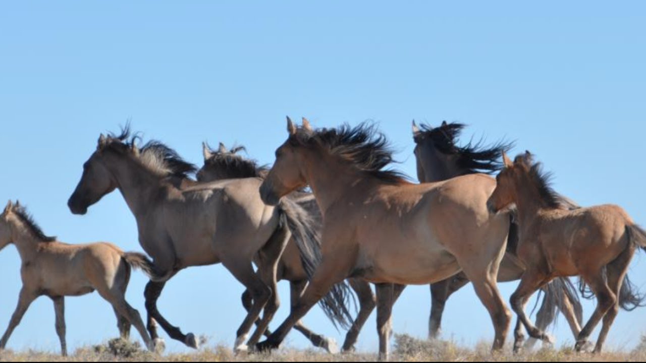 Wild horse round-up to begin near Cedar City - YouTube