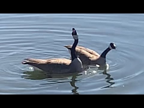Canadian Geese arguing very insanely crazy - YouTube