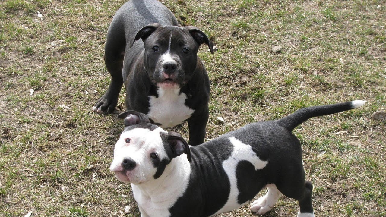 American Bullies: Exploring Coat Colors & Patterns - YouTube