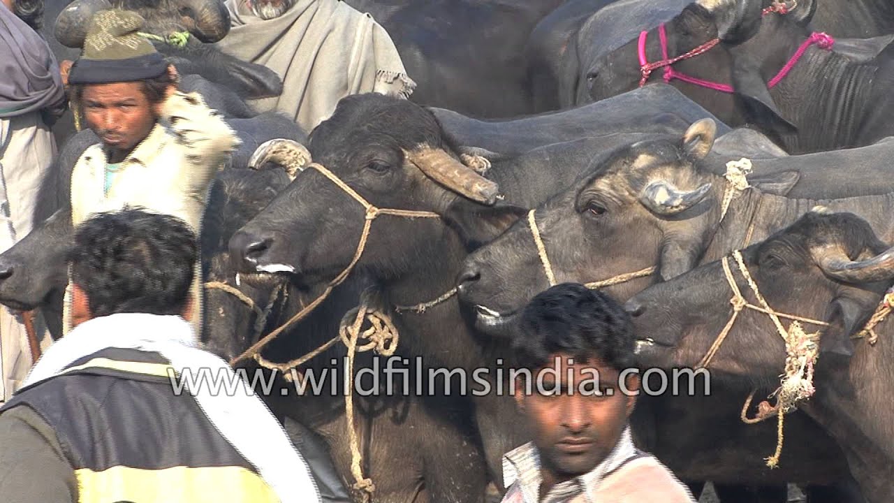 Largest Buffalo market in north India - come and sell your buffaloes in ...