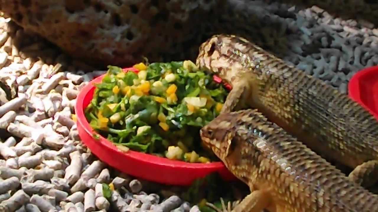Gidgee Skink and Hosmer's Skinks eating salad mix. - YouTube