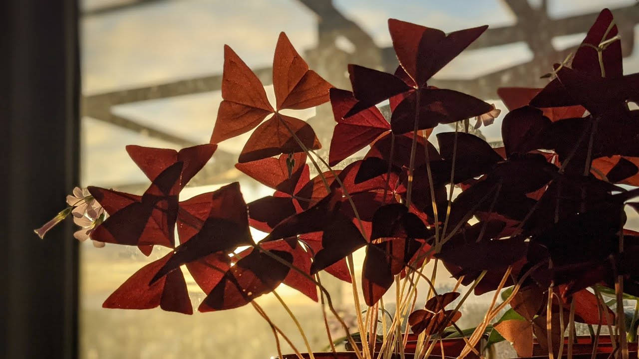 Oxalis triangularis timelapse - YouTube