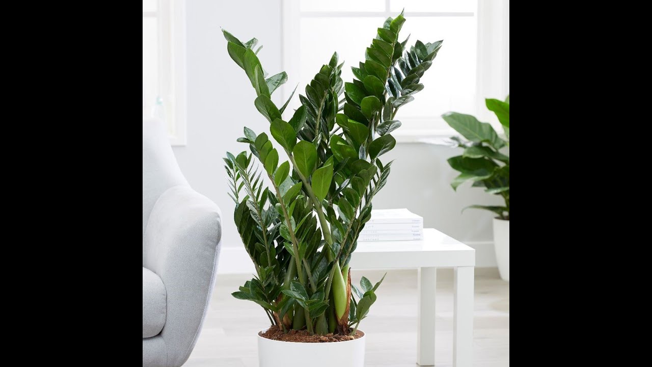 Folha Plant Shop - Zamioculcas zamiifolia - Zanzibar Gem or ZZ Plant ...
