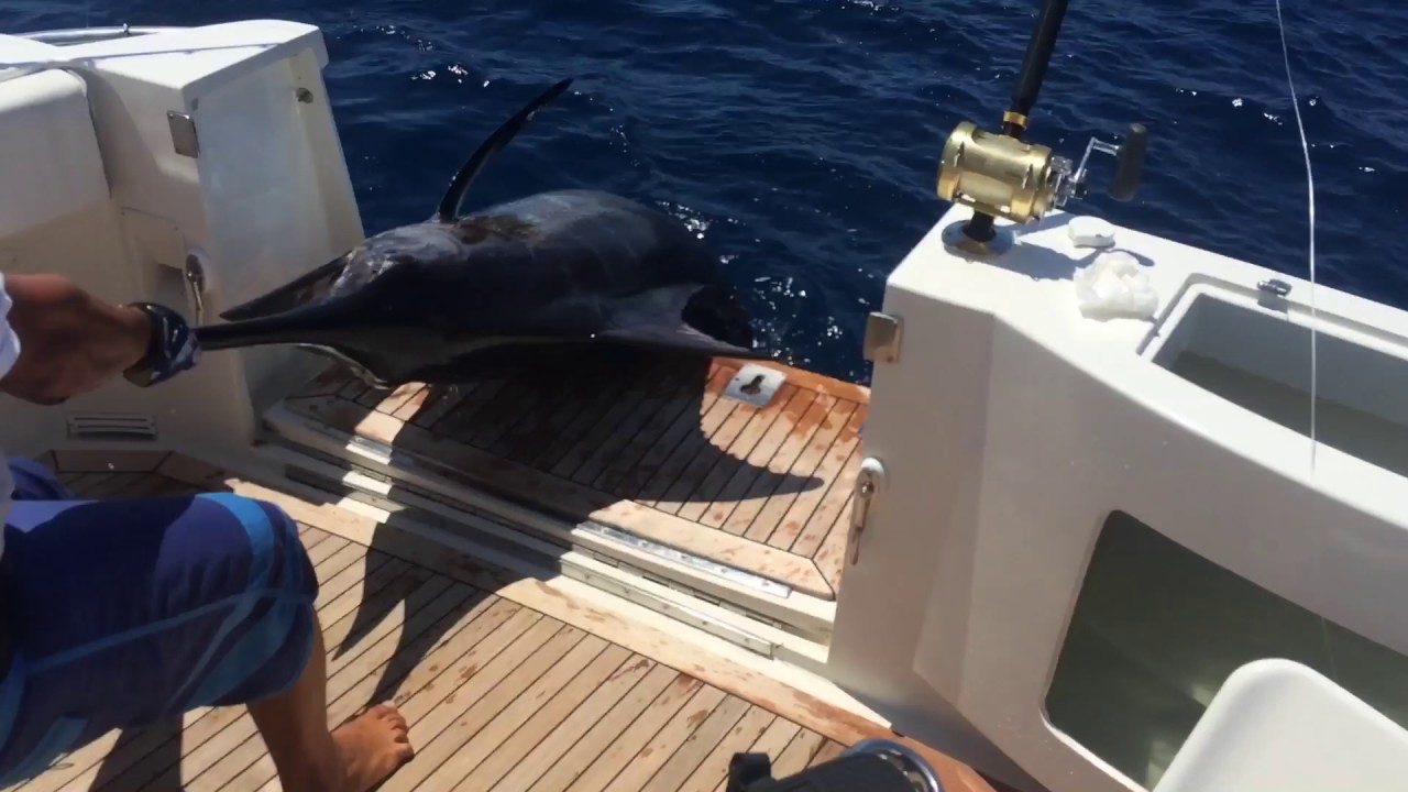Monster Blue Marlin Sashimi - YouTube
