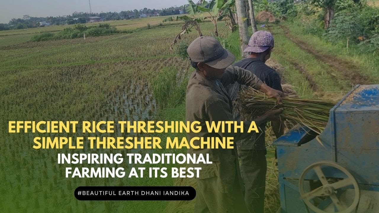 Efficient Rice Threshing with a Simple Thresher Machine – Inspiring ...