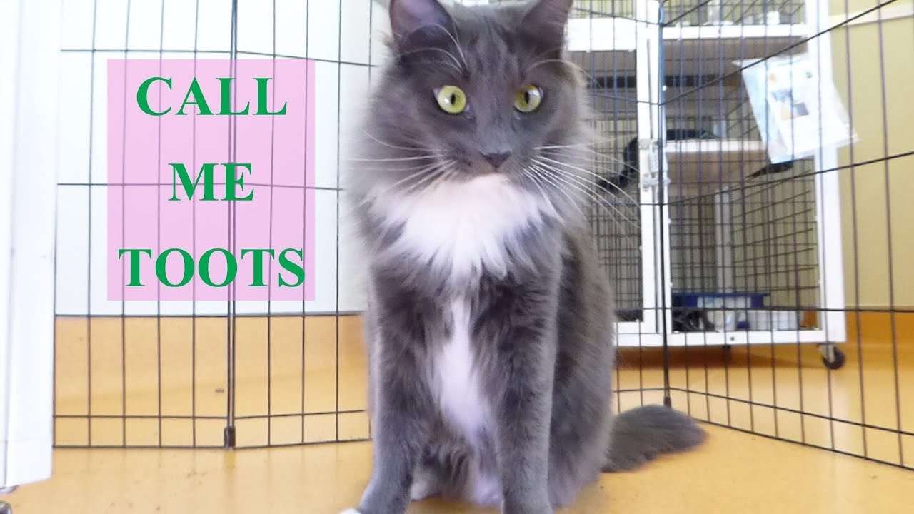Toots | Adoptable 2 Year Old Female Cat at PHS - YouTube