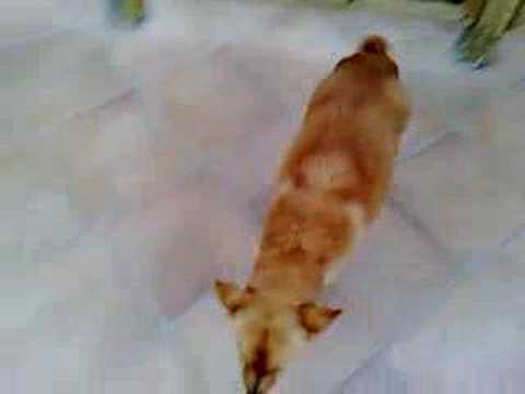 il cane più stupido del mondo - YouTube