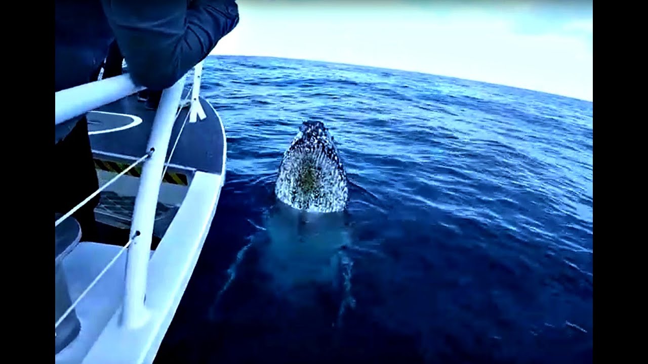 Whale Watching off Mooloolaba,Queensland, Australia - YouTube