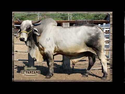 SEMENTAL BRAHMAN MEREQUETENGUE VENTA DE SEMEN 1 - YouTube