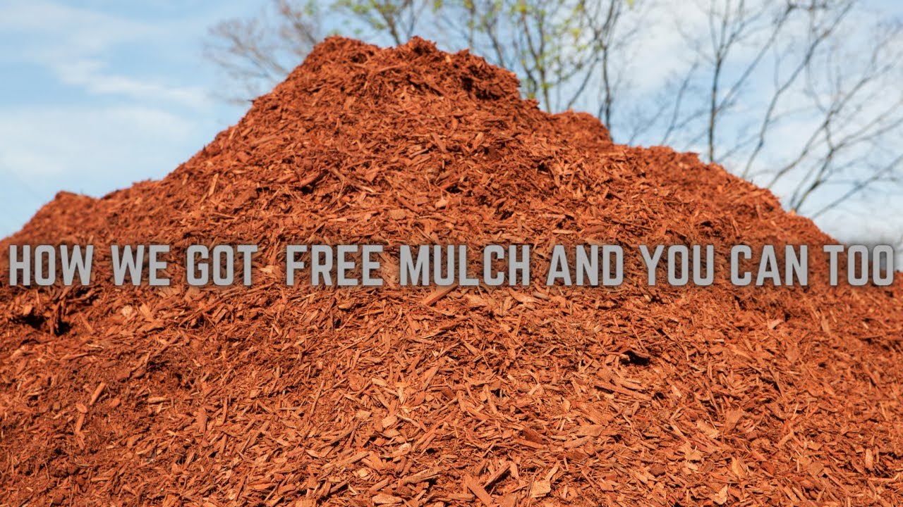 Chickens, Cows, and How to get FREE MULCH... - YouTube