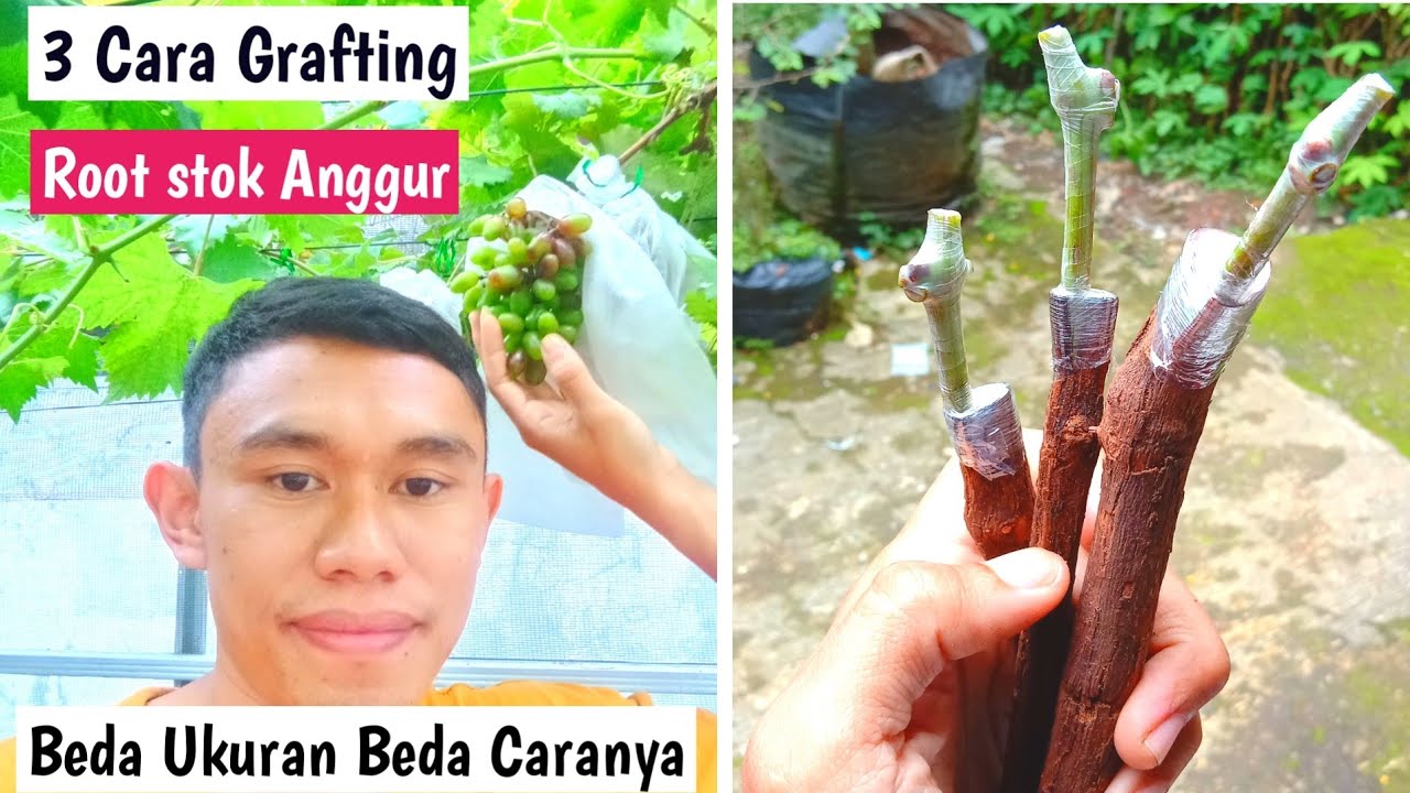 3 Cara Grafting Anggur Berdasarkan Ukuran Root Stok nya - YouTube