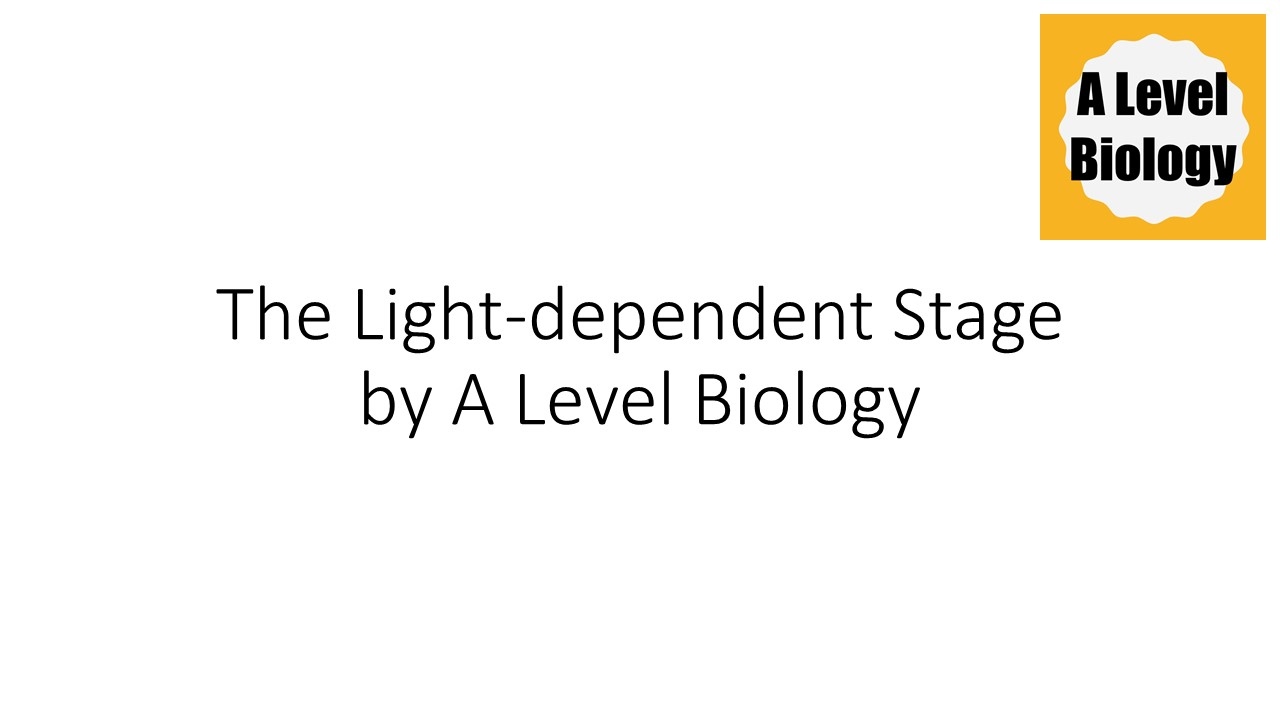 The Light-dependent Stage - Photosynthesis | A Level Biology - YouTube