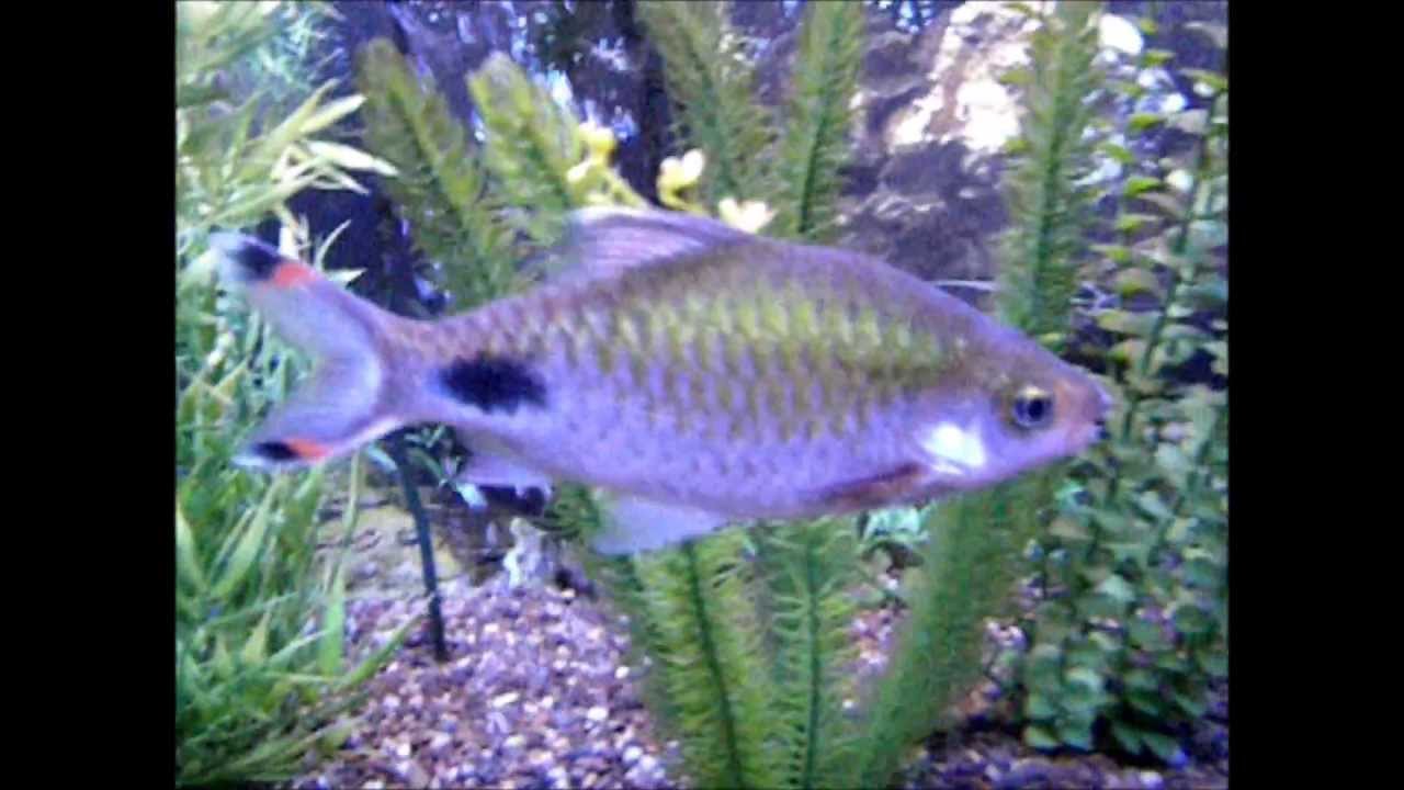 Filament Barbs, AKA Richard Dawkins Fish - YouTube