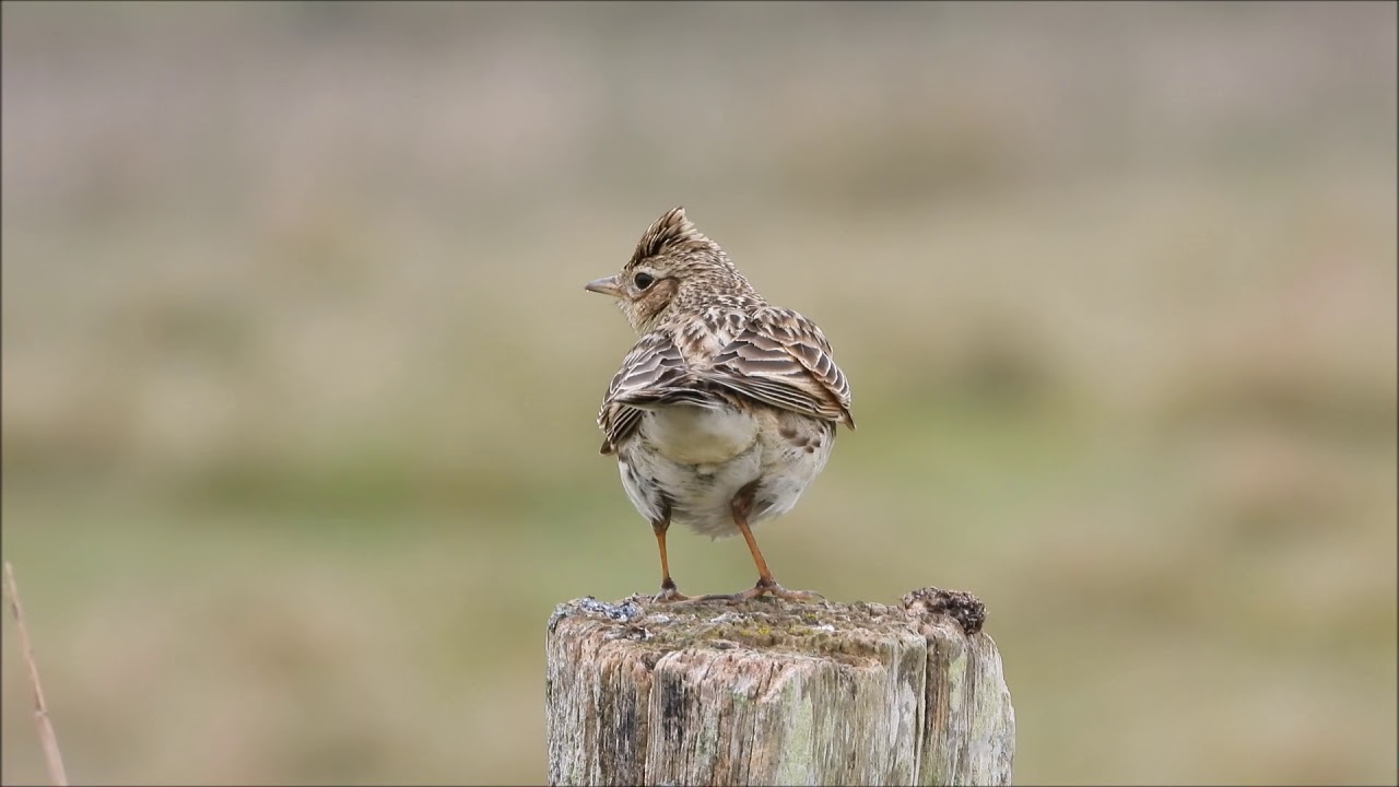 Feldlerche Gesang - YouTube