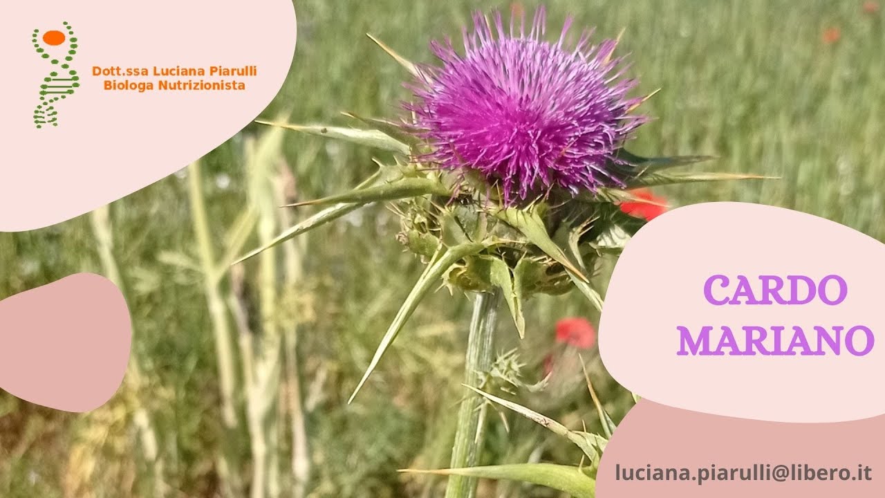 Cardo Mariano della Murgia - YouTube