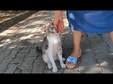 Grey cat meowing and purring loudly only for love - YouTube