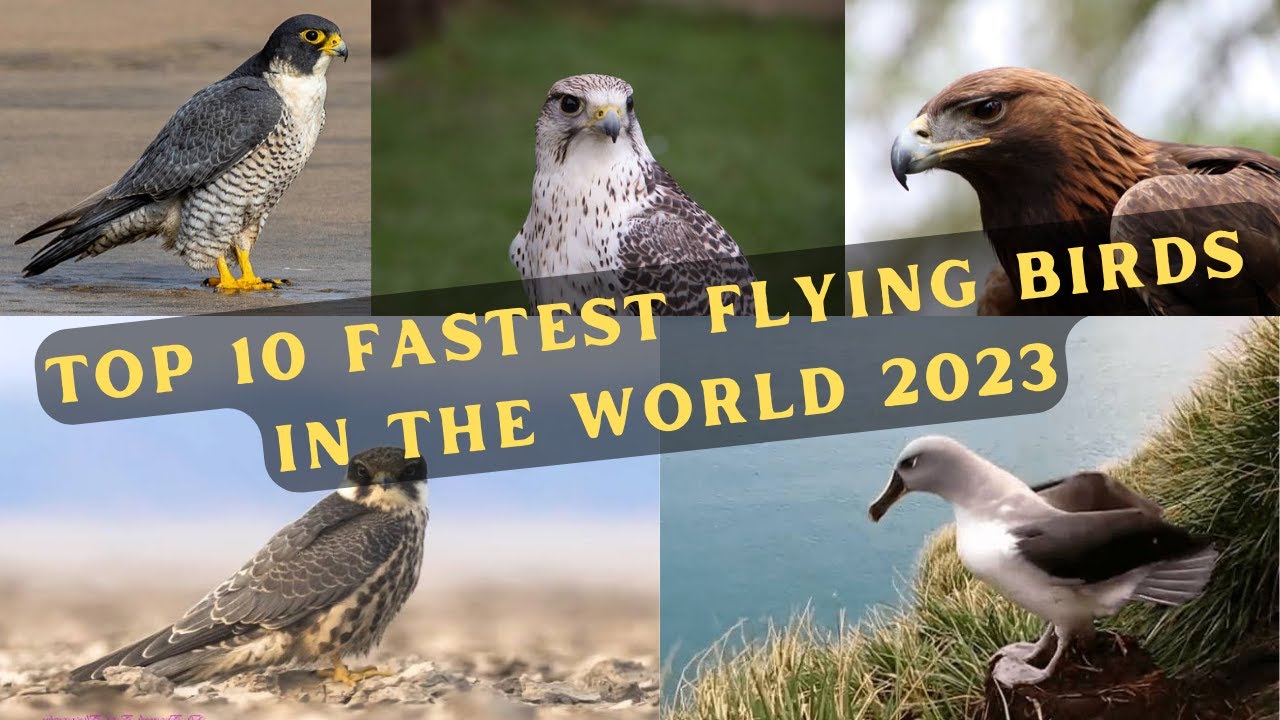 Top 10 Fastest Flying birds In the world 2023 #fastestbirds #birds # ...