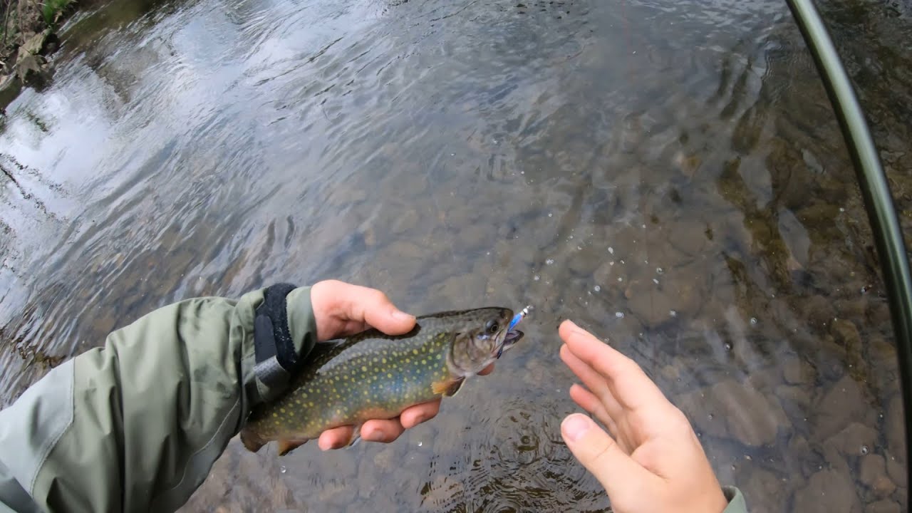 Delco Stocked Brookies! | Delaware County Trout Fishing - YouTube
