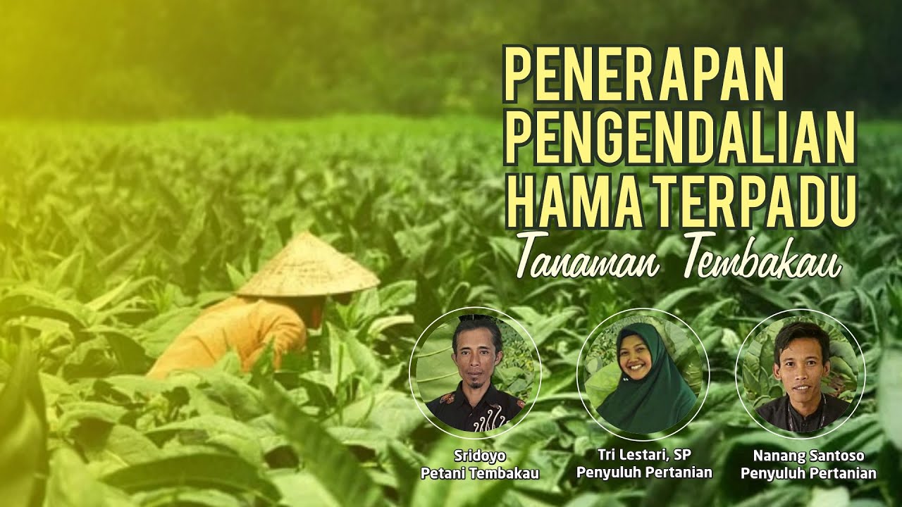 Jagongan DKP3 | Penerapan Pengendalian Hama Terpadu Tanaman Tembakau ...