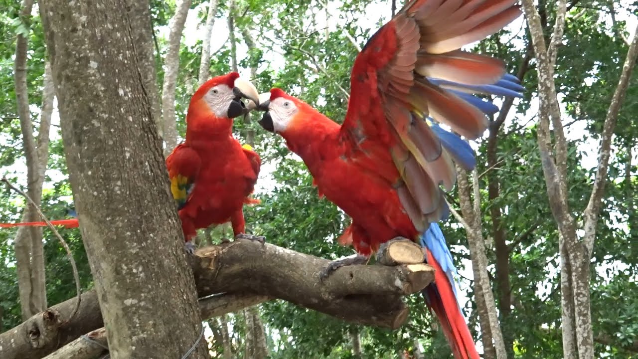 Mayan Ruins & Jungle Animals In Honduras! (2.18 - 2.20.15) - YouTube