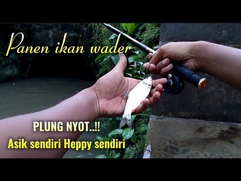 MANCING WADER DI IRIGASI AIR KERUH || Di jamin betah kalau mancing di sini #mancingwader - YouTube