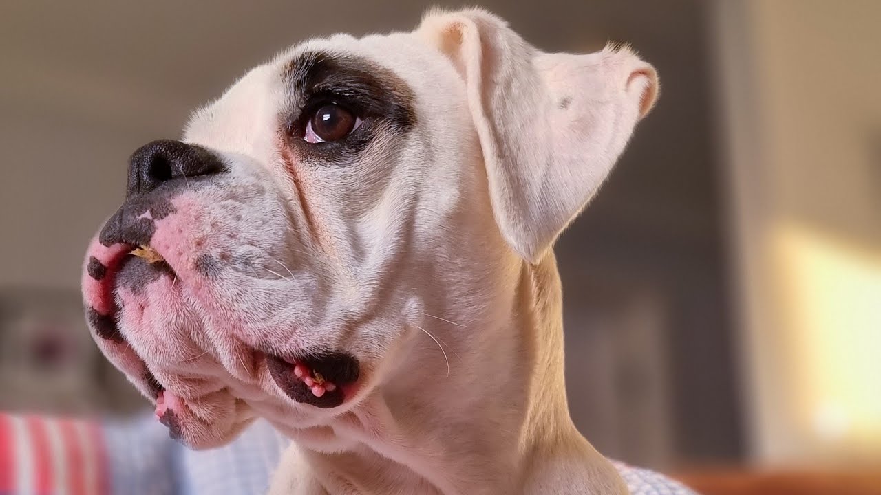 Are Boxers Good Service Dogs