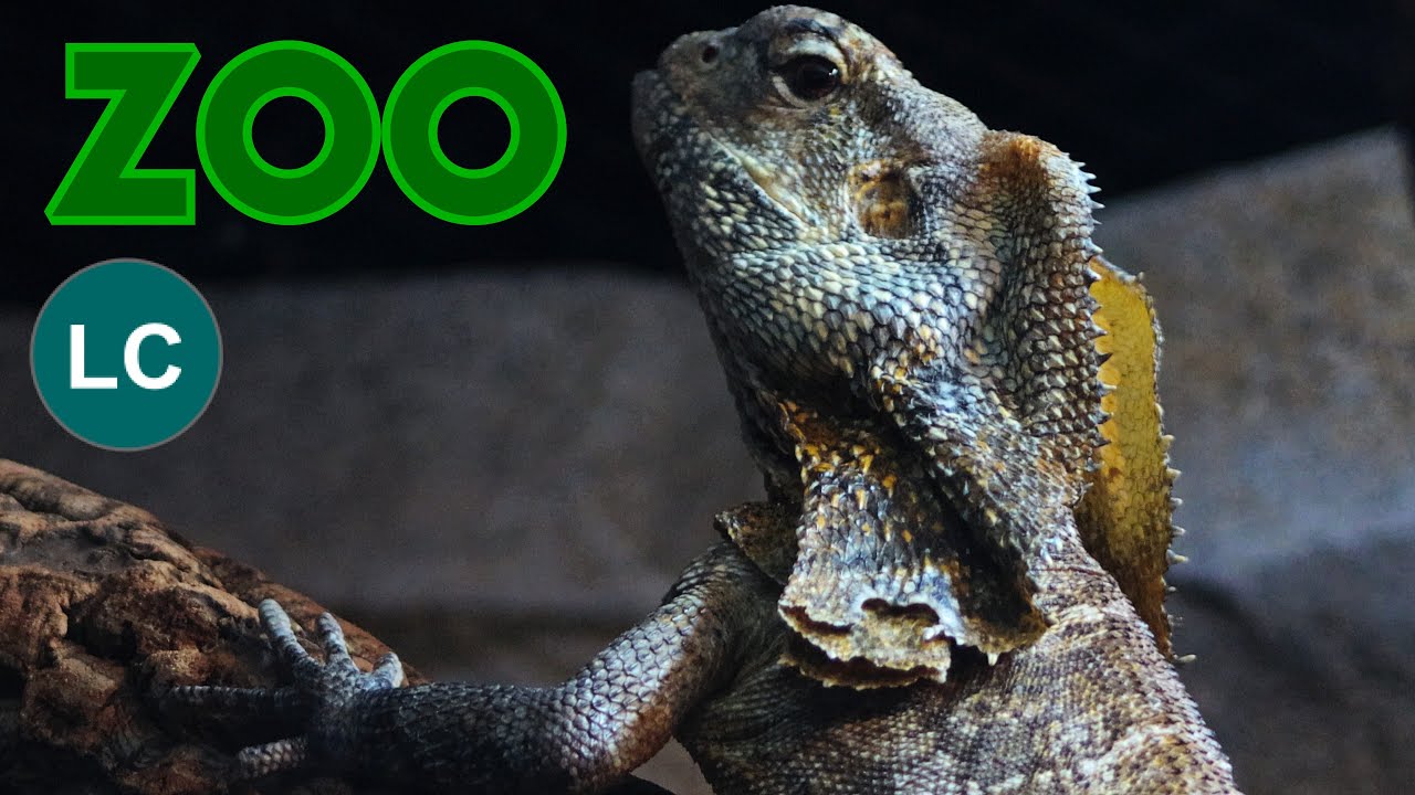 Frilled lizard 4K (Chlamydosaurus kingii) Lagarto de cuello con ...